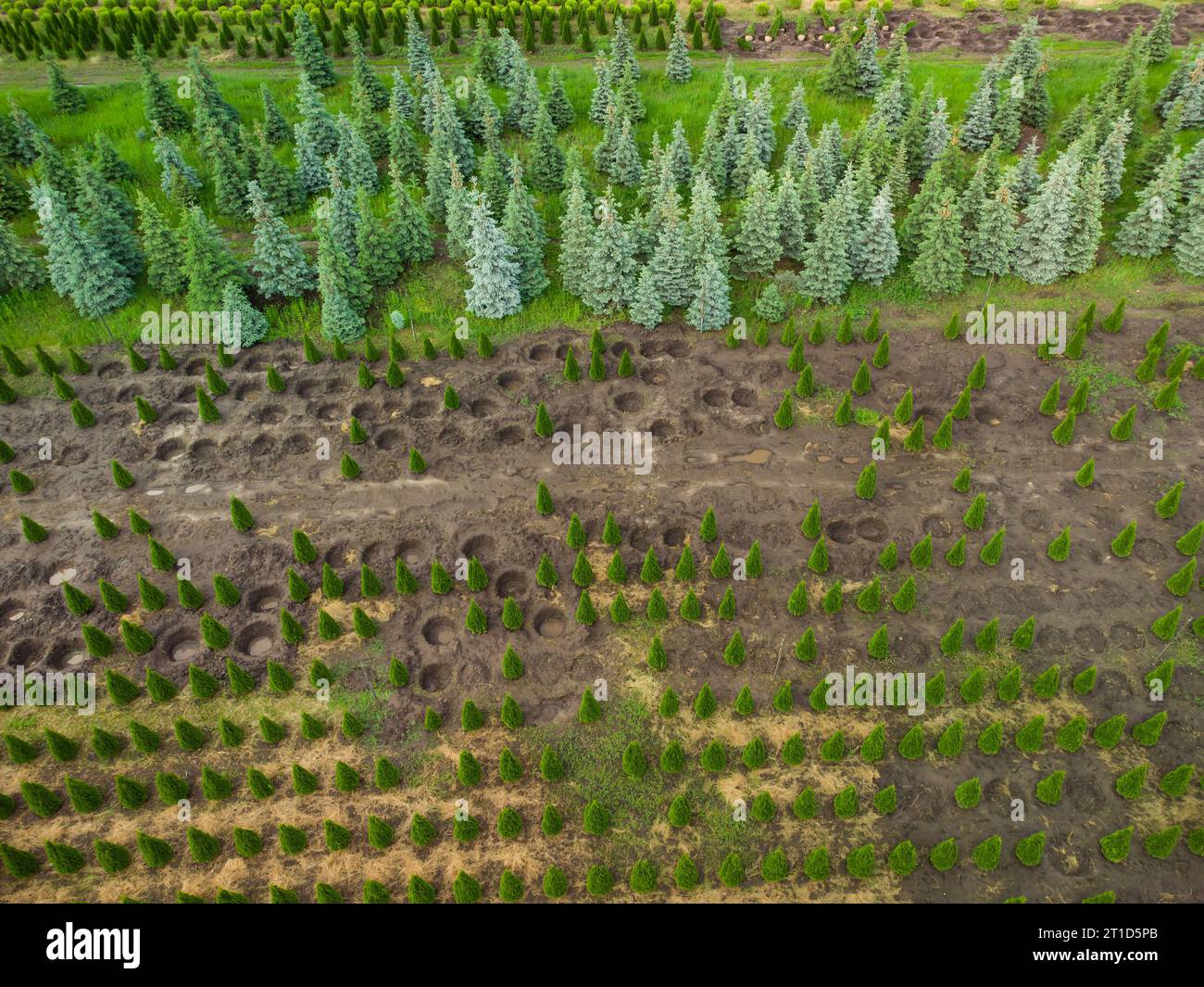 aerial view of a tree plantation for landscaping Stock Photo - Alamy