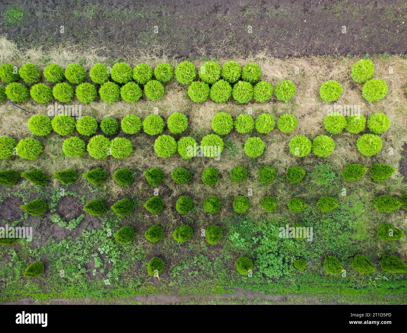 aerial view of a tree plantation for landscaping Stock Photo - Alamy
