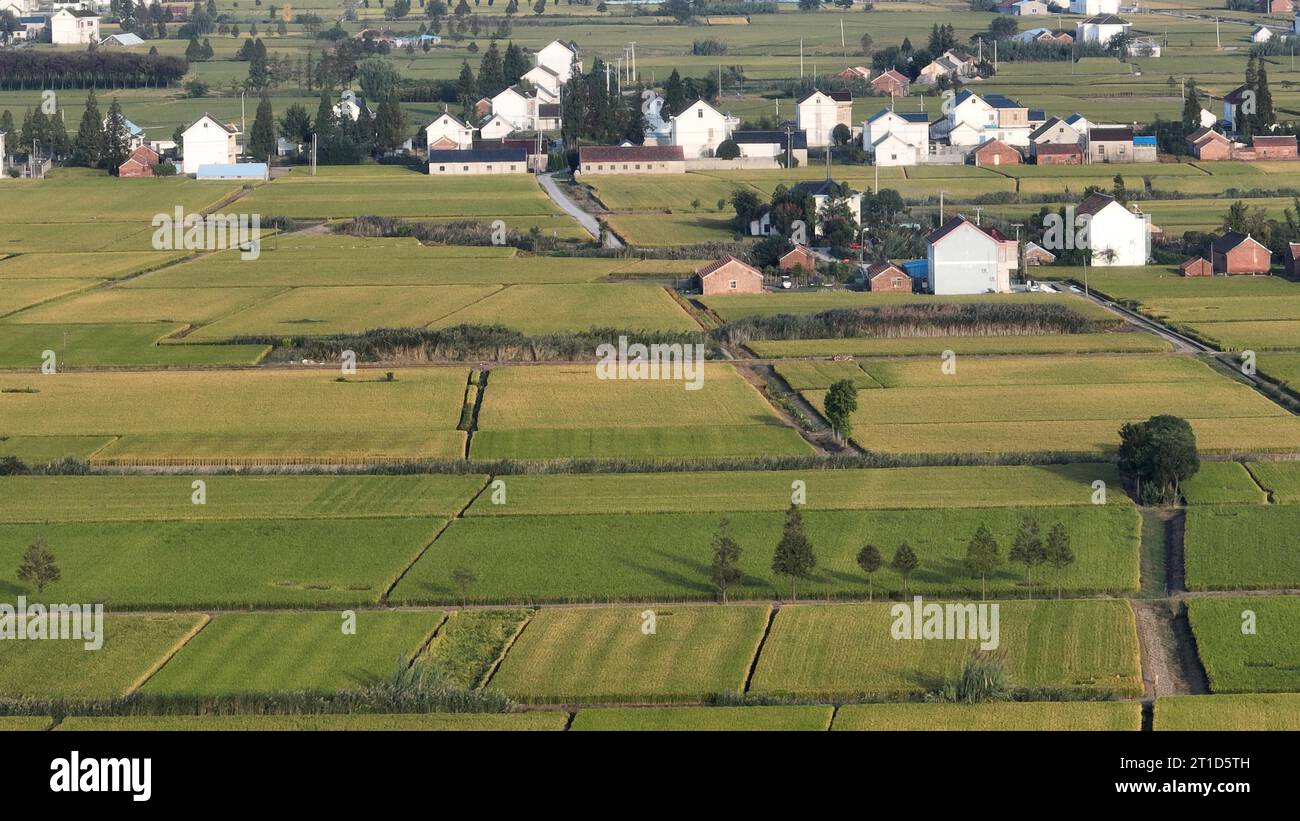 Aerial photo shows the large paddy fields in Fengli Town, Rudong County ...