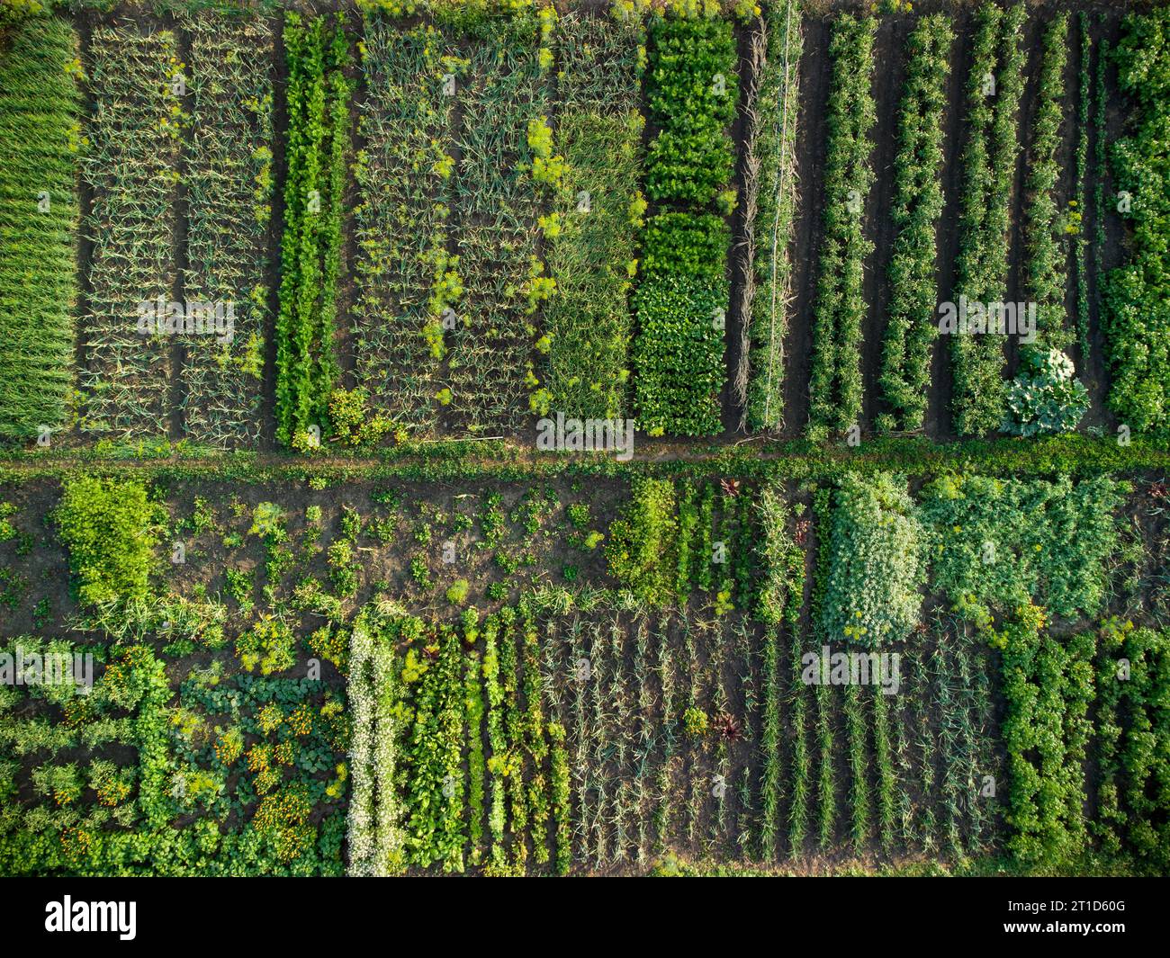 Green vegetable garden, aerial top down view Stock Photo - Alamy