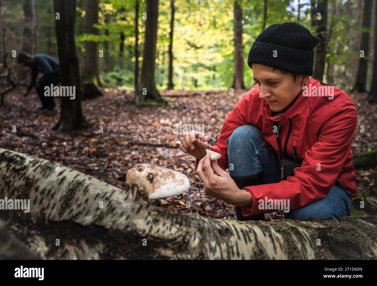 Person Identifying Mushroom Variety In A Forest In Scandinavia Stock ...