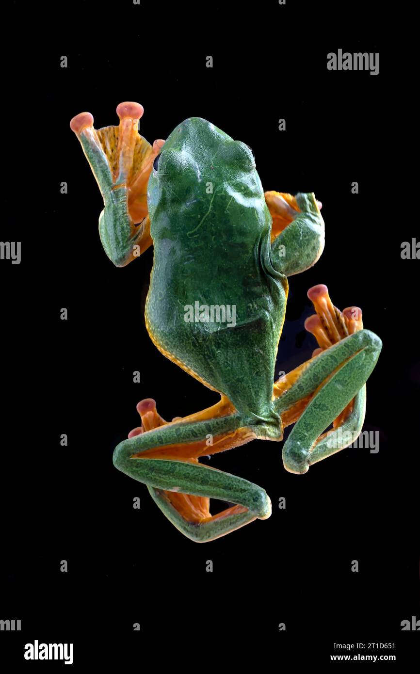 Details of a Green flying frog seen from above Stock Photo - Alamy