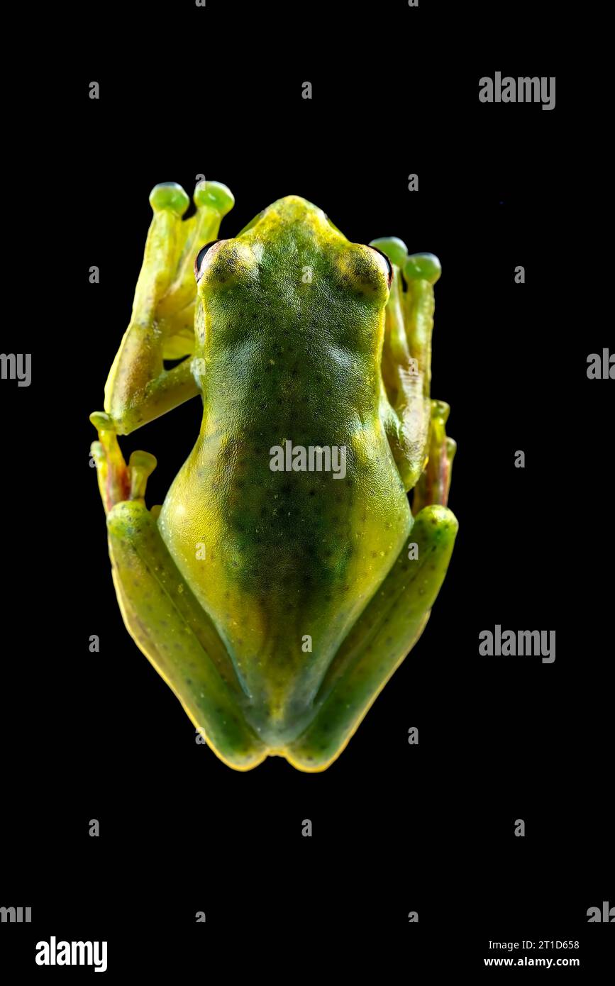 Details of a Malayan tree frog seen from above Stock Photo - Alamy