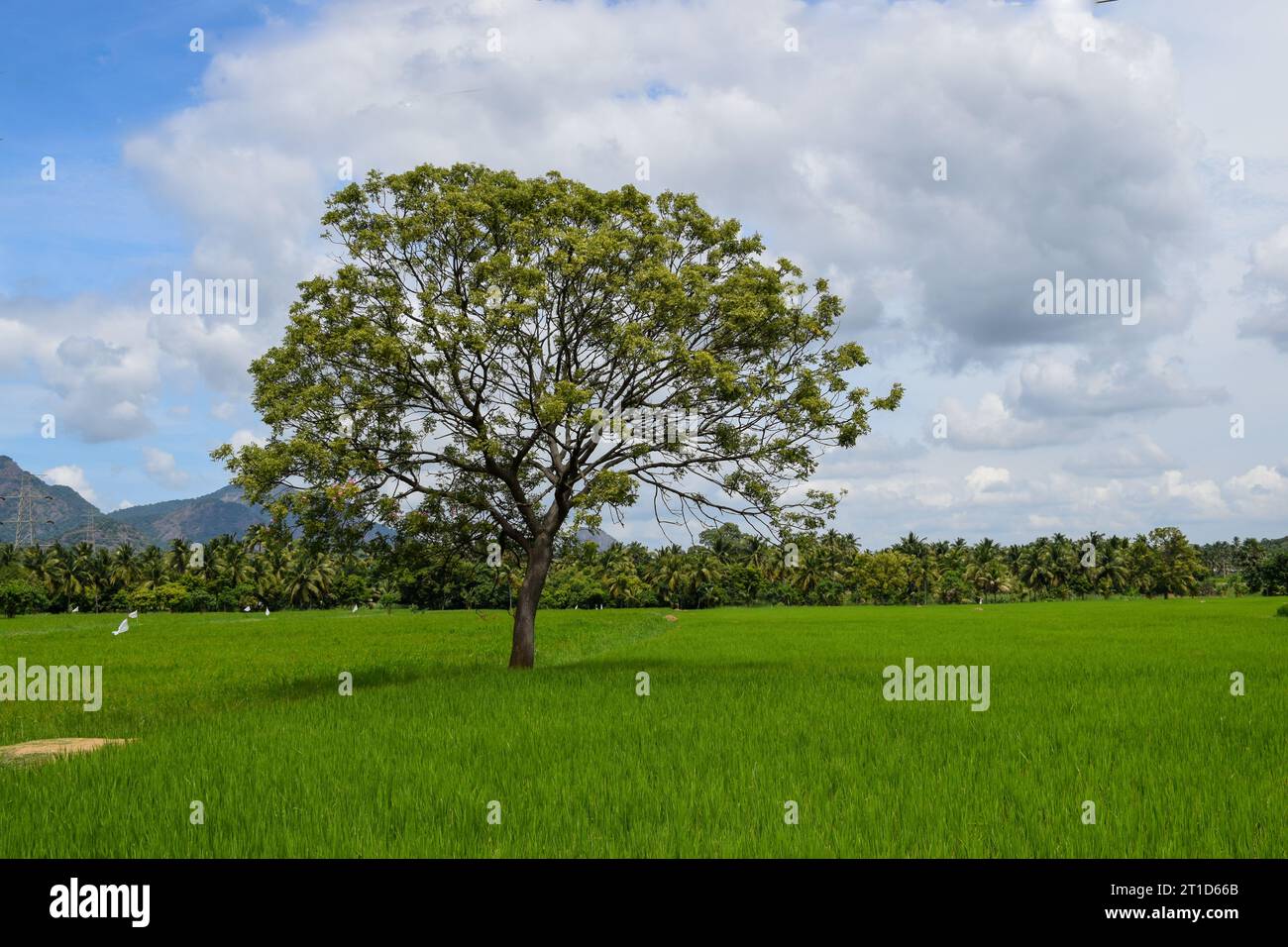 Palakkad india hi-res stock photography and images - Alamy
