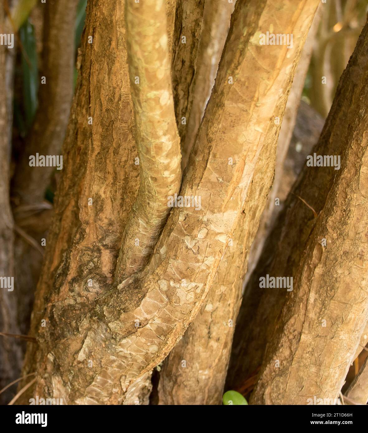Close-up of pale brown trunk of Dragon tree, drachaena marginata, with ...