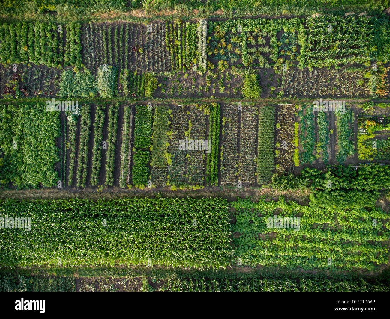 Vegetable plot aerial hi-res stock photography and images - Alamy