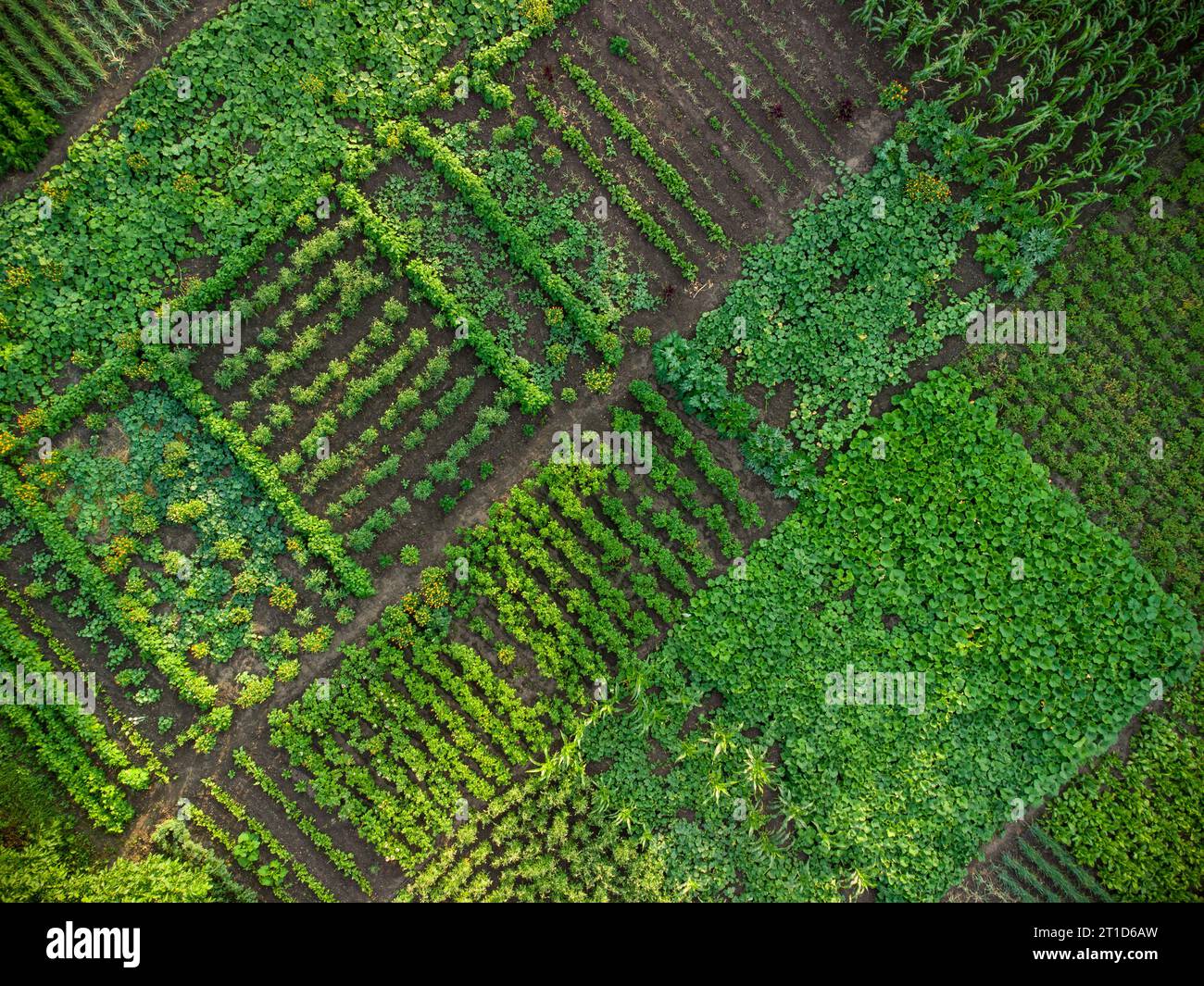 Green vegetable garden, aerial top down view Stock Photo - Alamy