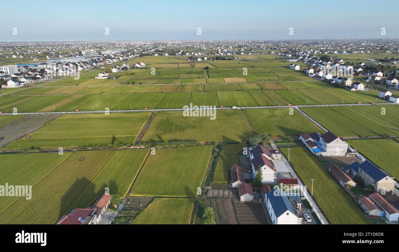 Aerial photo shows the large paddy fields in Fengli Town, Rudong County ...