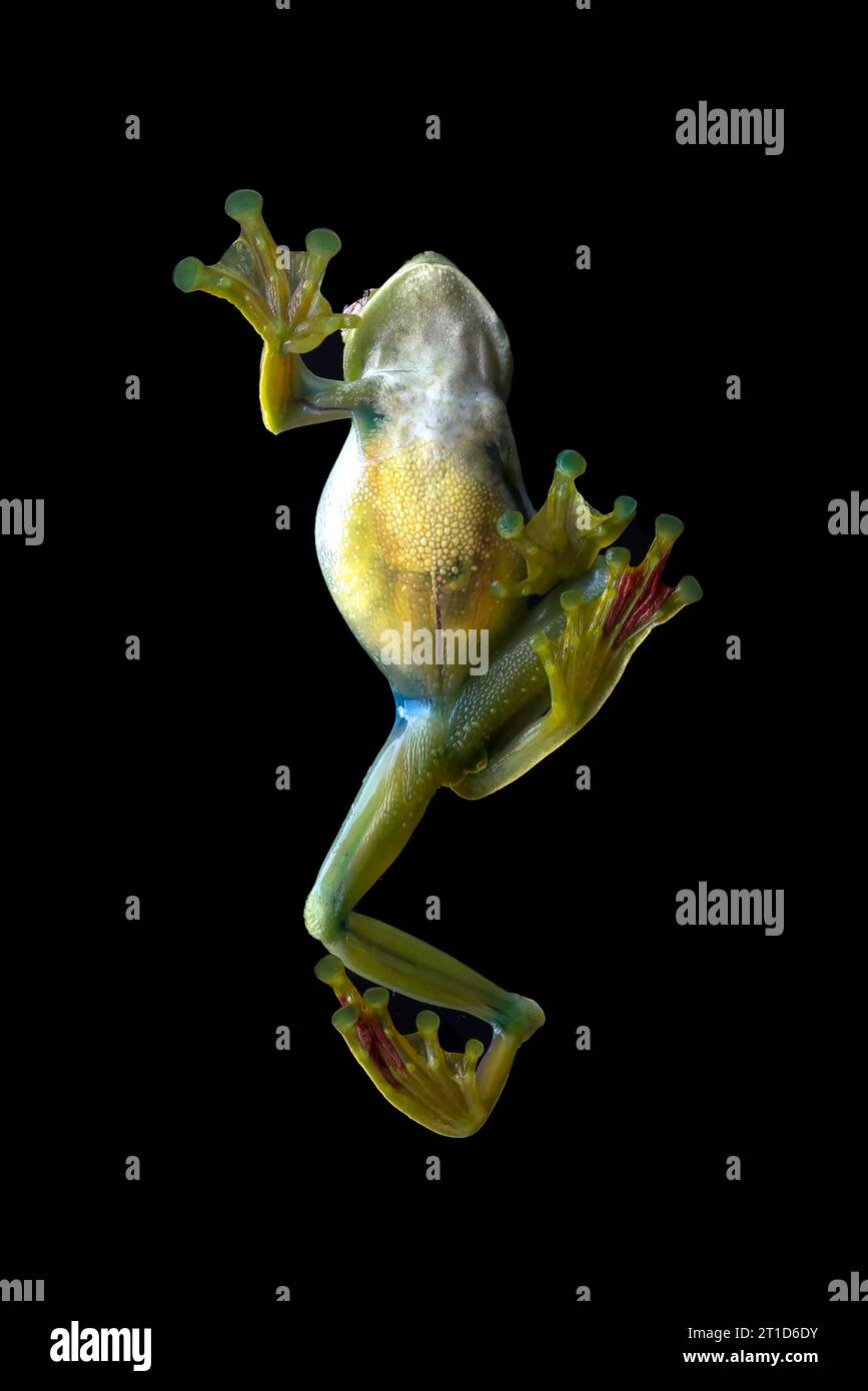 Details of a Green flying frog seen from below Stock Photo - Alamy