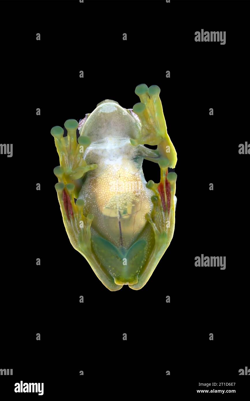 Details of a Green flying frog seen from below Stock Photo - Alamy