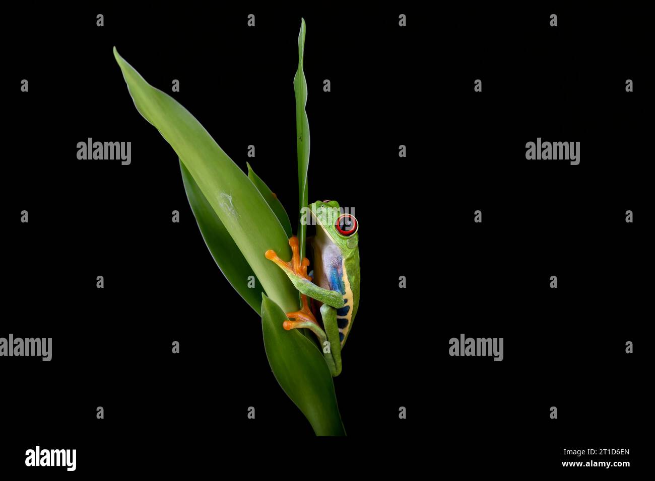 Red-eyed tree frog hanging on a tree Stock Photo - Alamy