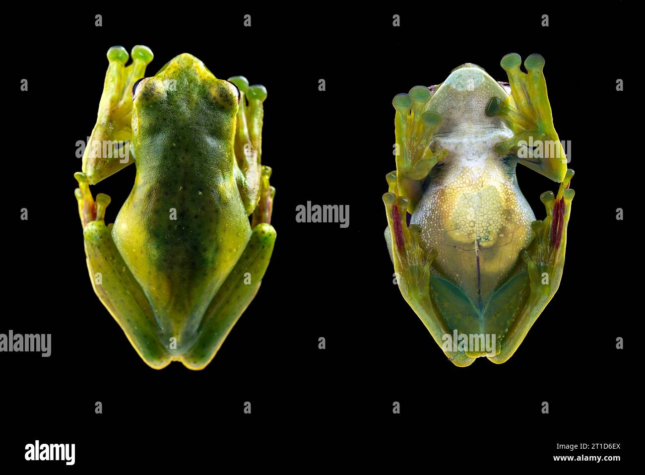 Details of a Green flying frog seen from above and below Stock Photo ...