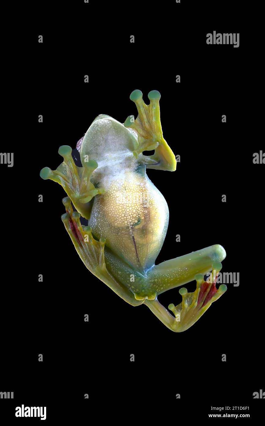 Details of a Green flying frog seen from below Stock Photo - Alamy