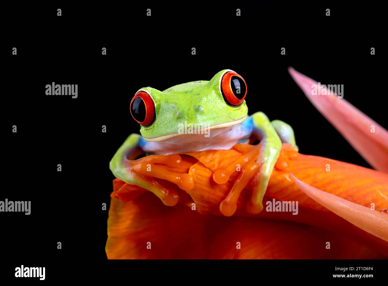 Red-eyed tree frog hanging on a flower Stock Photo - Alamy