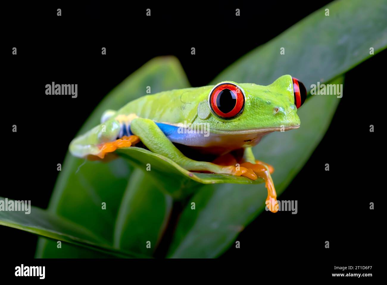 Red-eyed tree frog hanging on a flower Stock Photo - Alamy