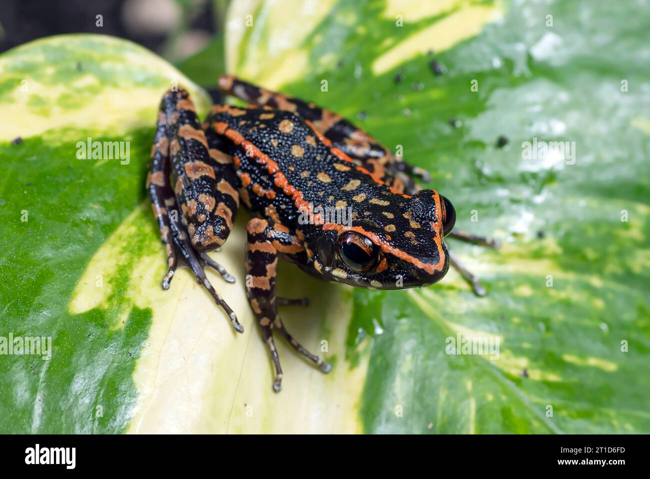Stripped frog hi-res stock photography and images - Alamy
