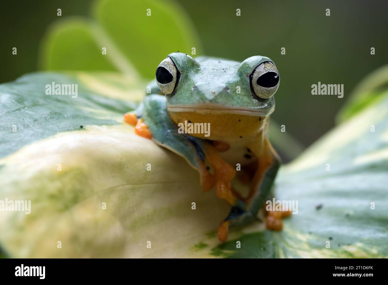 Green tree flying frog ( Rhacoporus rheinwarditii ) is in its habitat ...