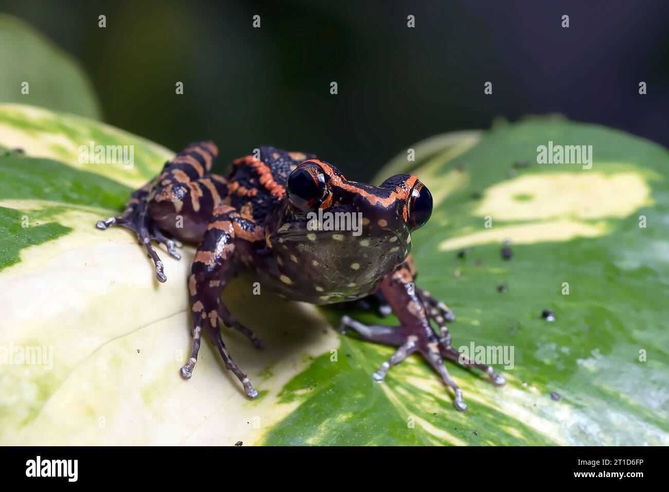 Stripped frog hi-res stock photography and images - Alamy