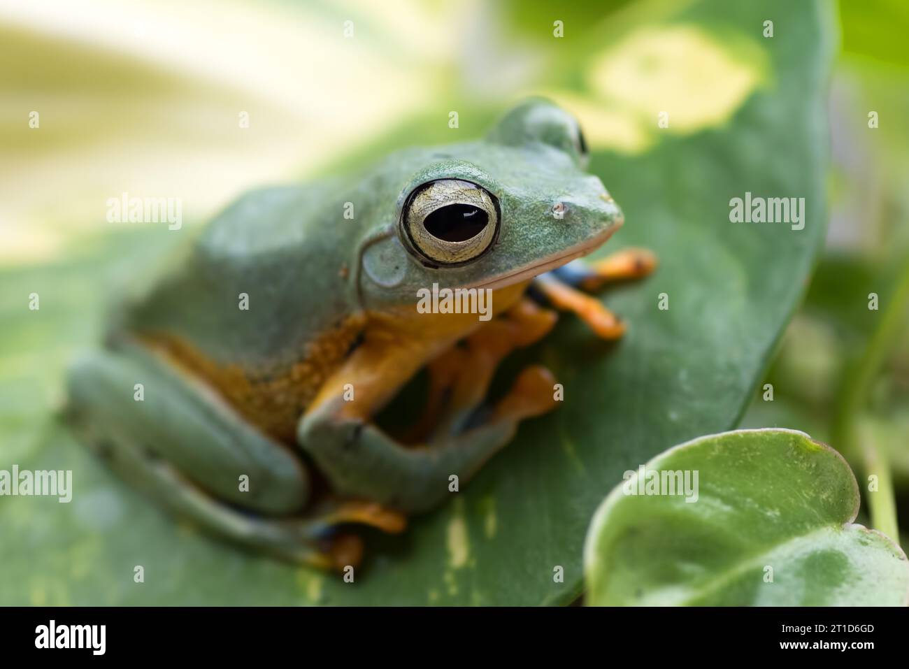 Green tree flying frog ( Rhacoporus rheinwarditii ) is in its habitat ...