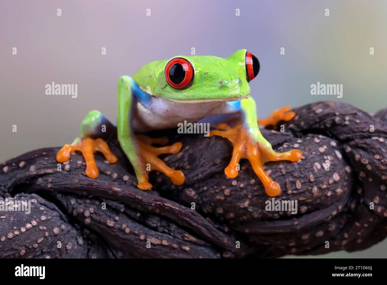 Red eyed frogs branch hi-res stock photography and images - Alamy