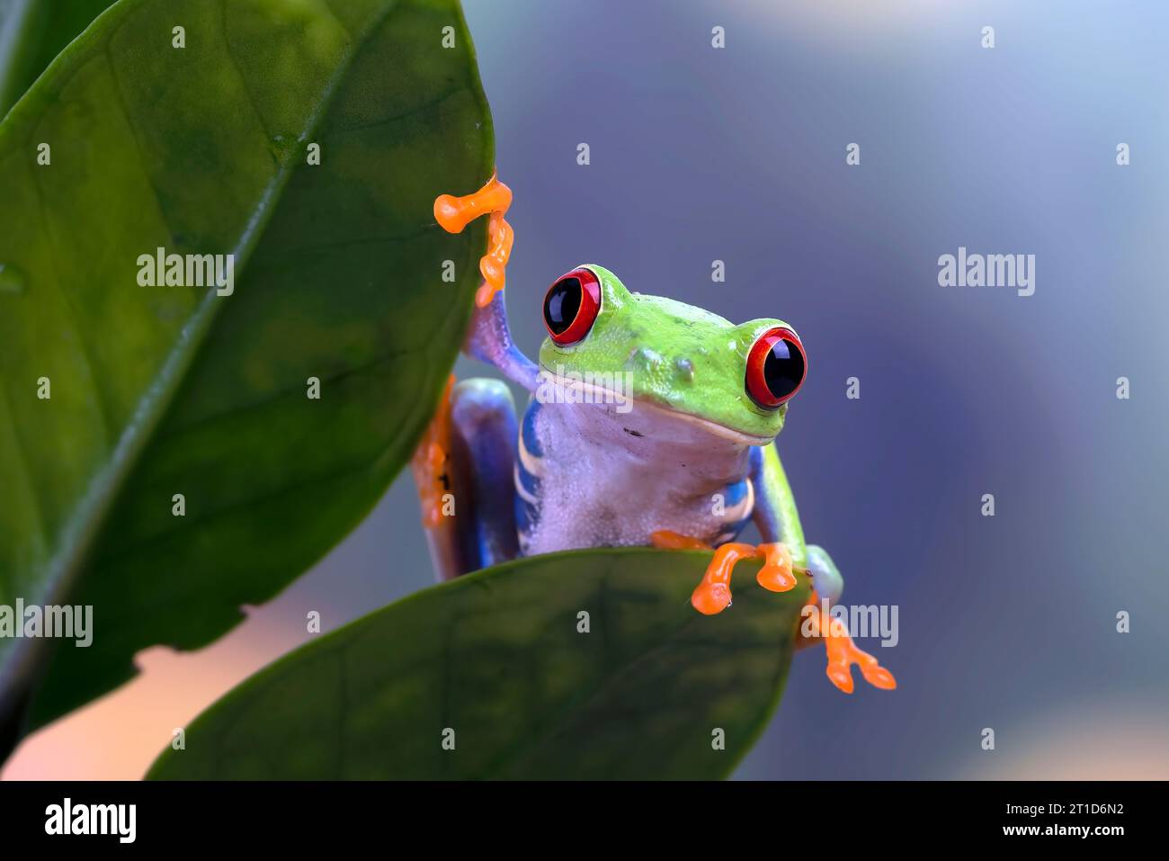 Red-eyed tree frog hanging on a tree Stock Photo - Alamy