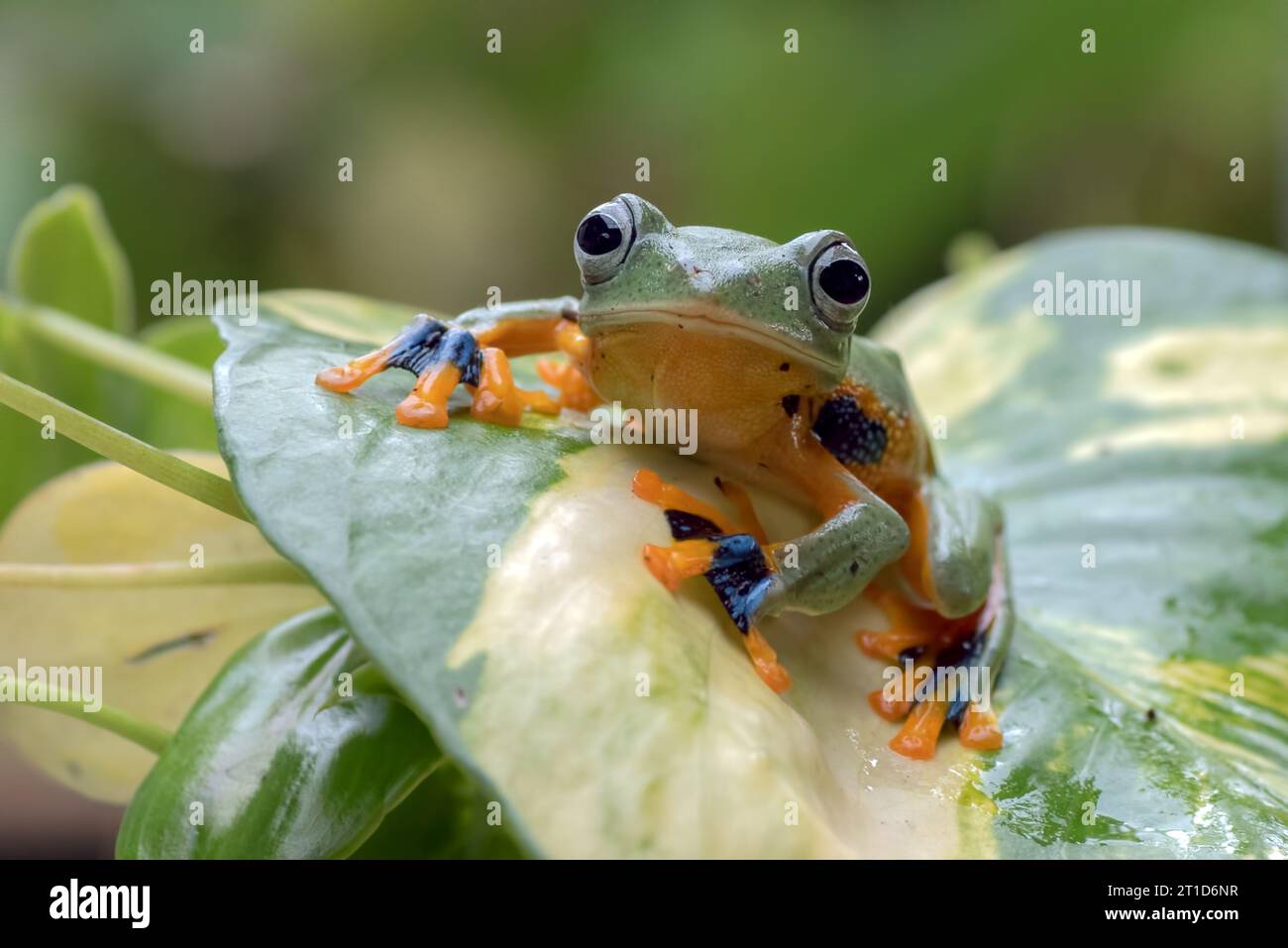 Green tree flying frog ( Rhacoporus rheinwarditii ) is in its habitat ...