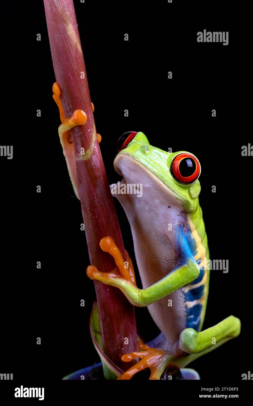 Red-eyed tree frog hanging on a flower Stock Photo - Alamy