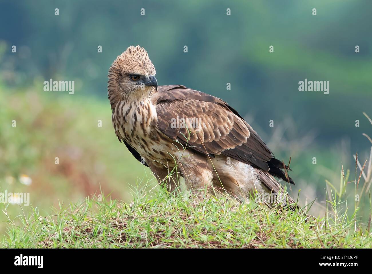 Changeable hawk eagle on a grassland Stock Photo - Alamy
