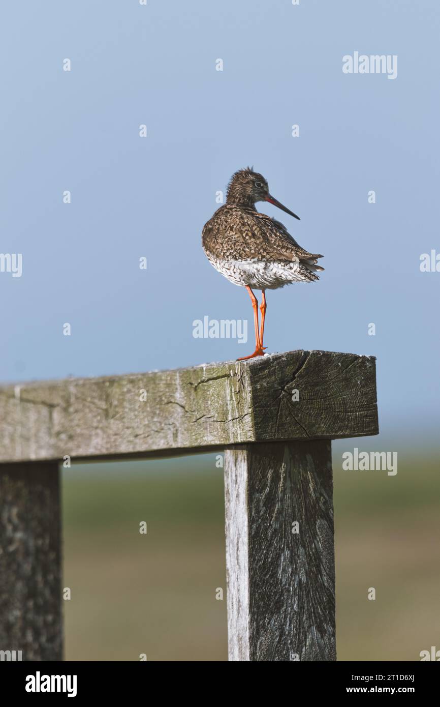 Birds with orange legs hi-res stock photography and images - Alamy