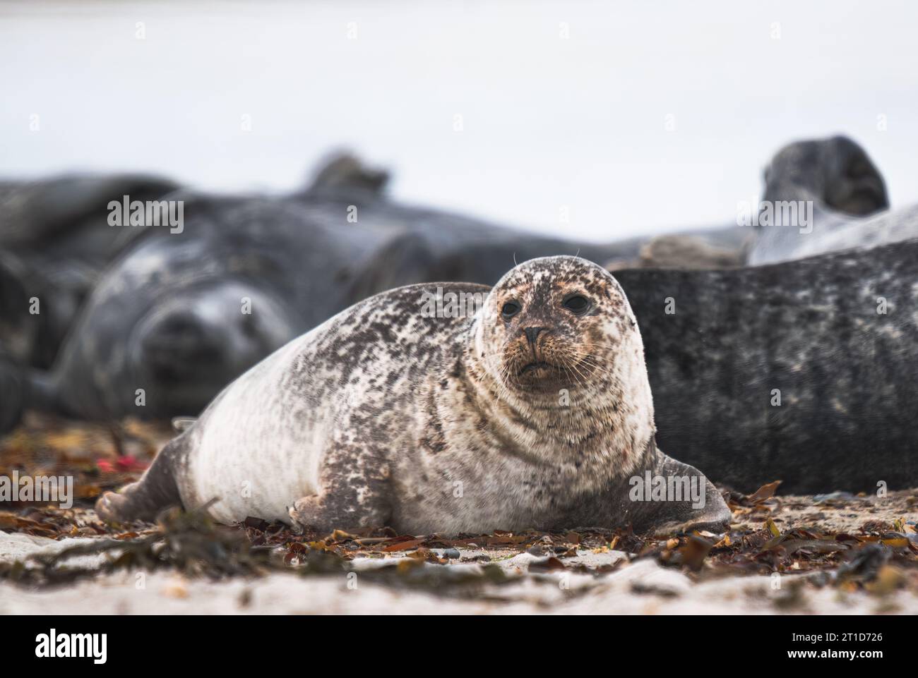 Seal lies on beach in hi-res stock photography and images - Alamy