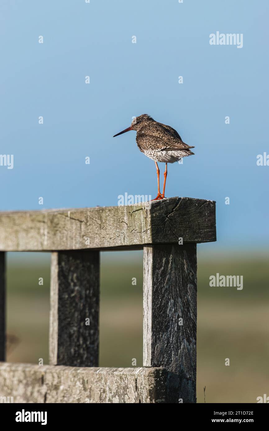 Birds with orange legs hi-res stock photography and images - Alamy
