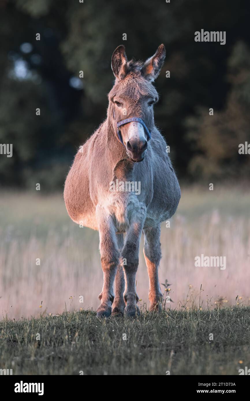 Donkey stands hi-res stock photography and images - Alamy