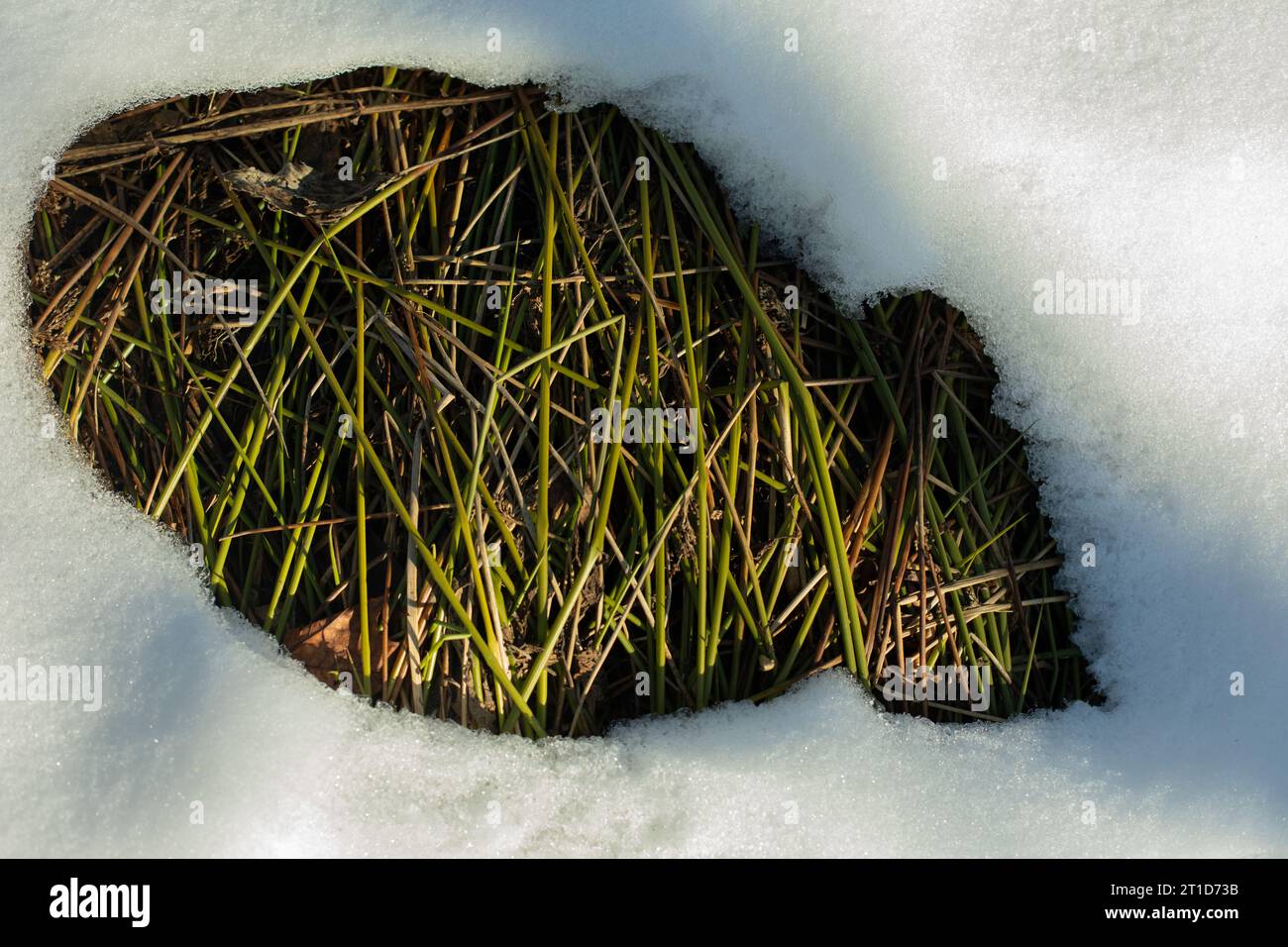 Thawed surface hi-res stock photography and images - Alamy