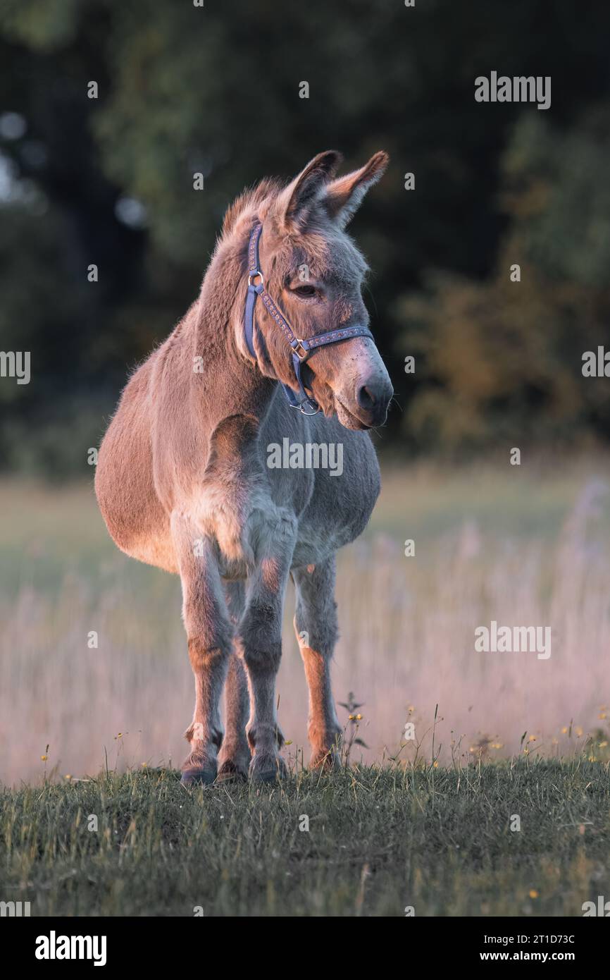 Donkey stands hi-res stock photography and images - Alamy