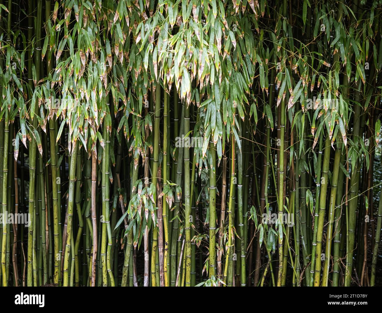 Thick bamboo forest texture background shot with leaves Stock Photo - Alamy