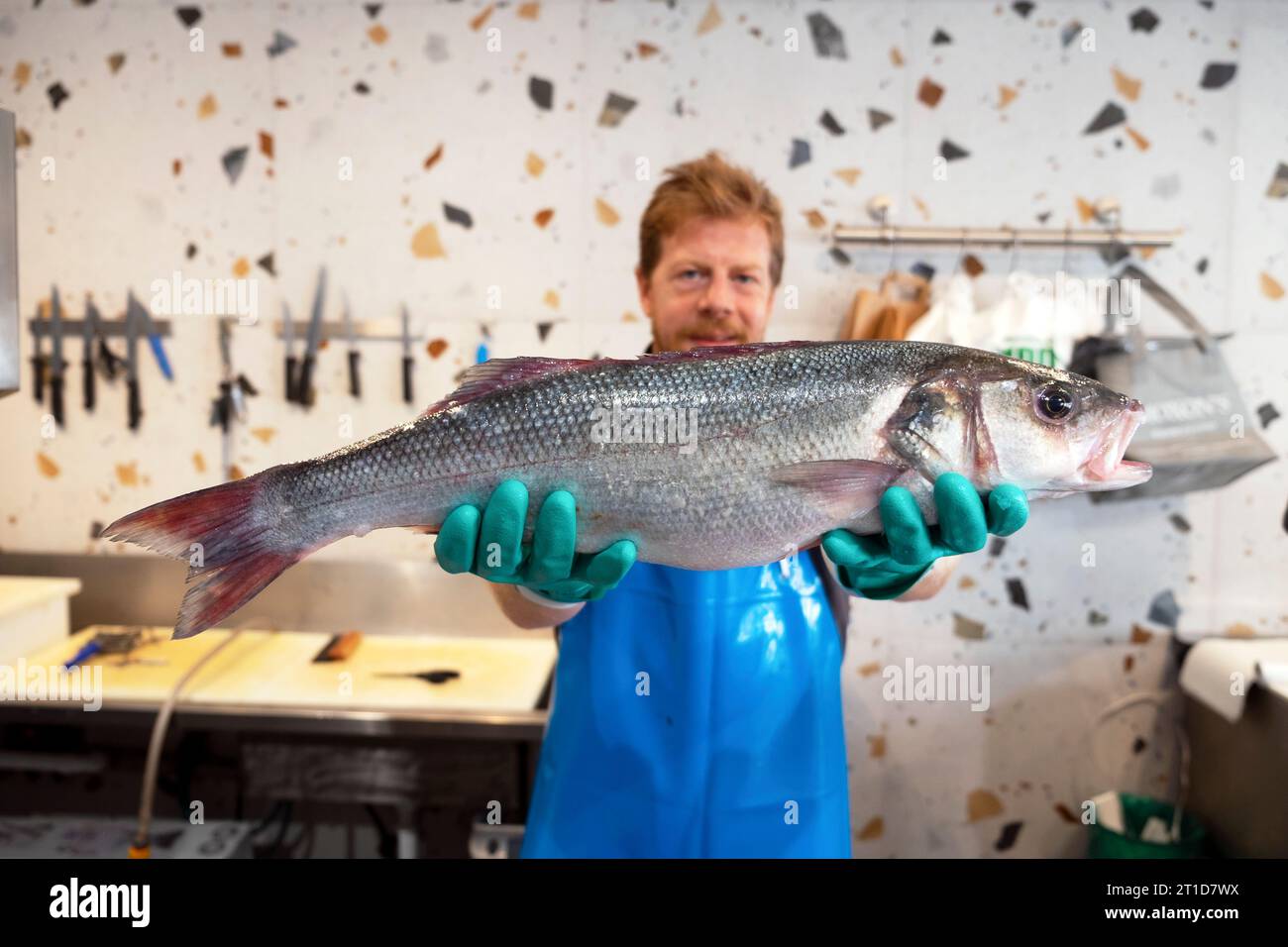Fish trader seller worker holding large sea bass seabass fish at Moxon ...