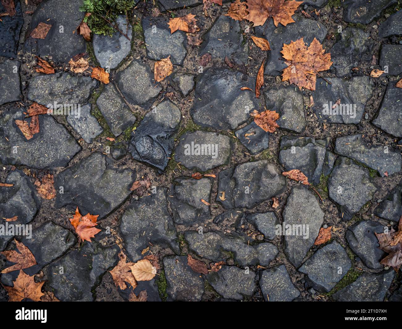 Autumn leaves on a cobblestone pavement road top down view background ...