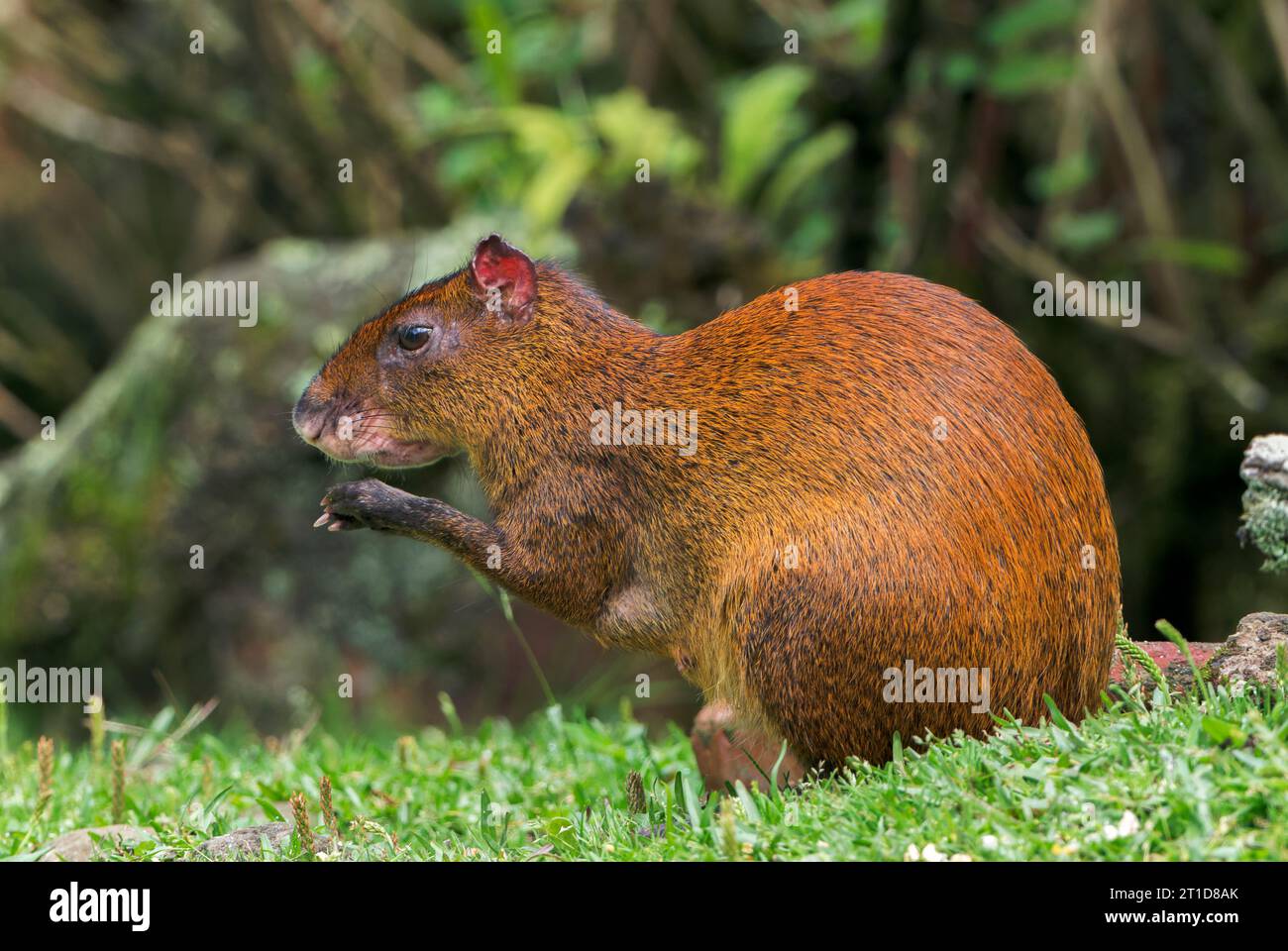 Central American Agouti, Dasyprocta punctata, single adult feeding ...