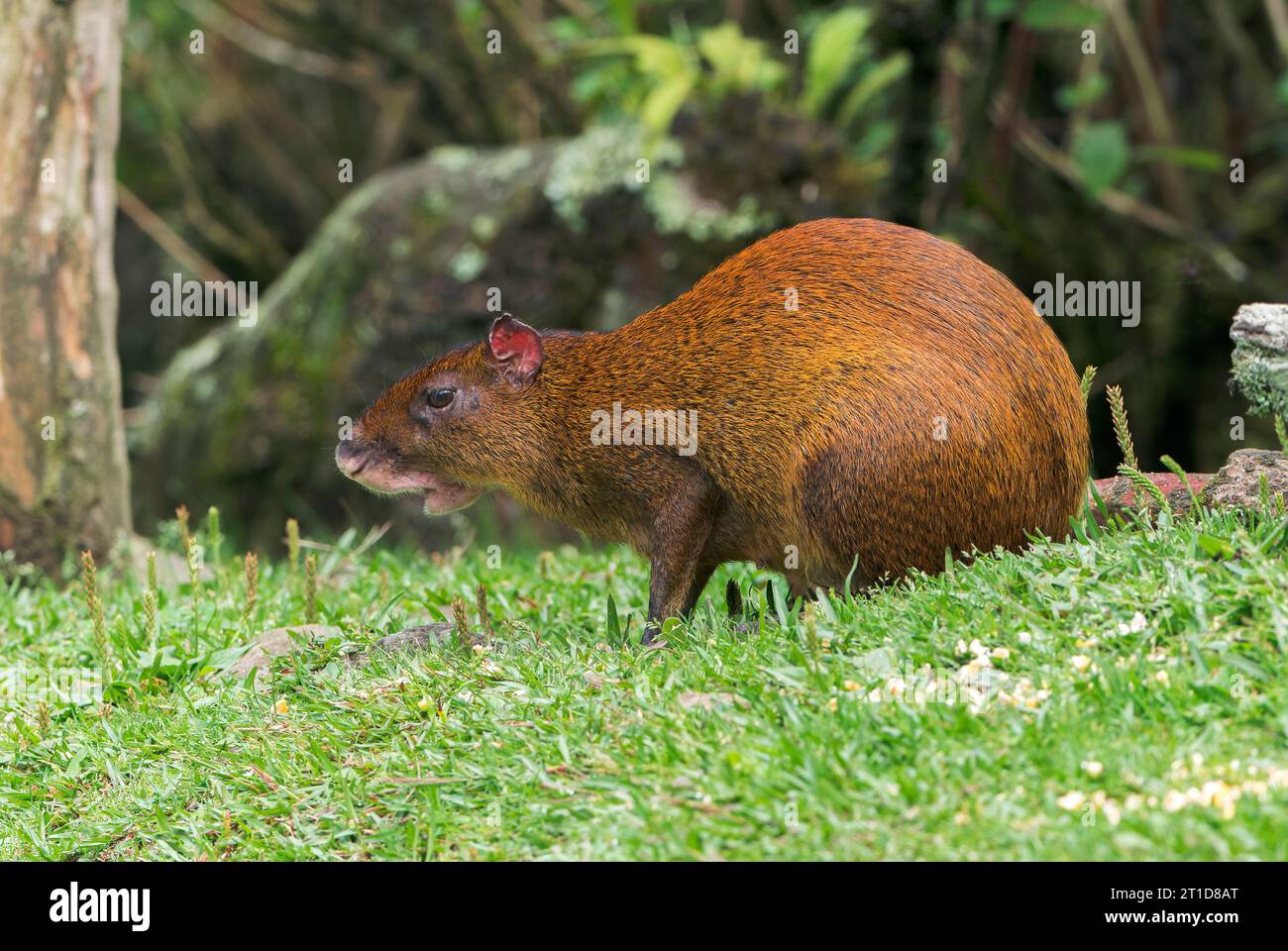 Central American Agouti, Dasyprocta punctata, single adult feeding ...