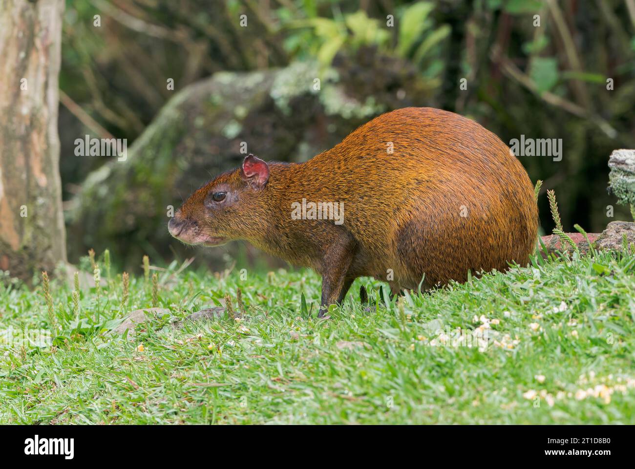 Bosque tropical de america central hi-res stock photography and images ...