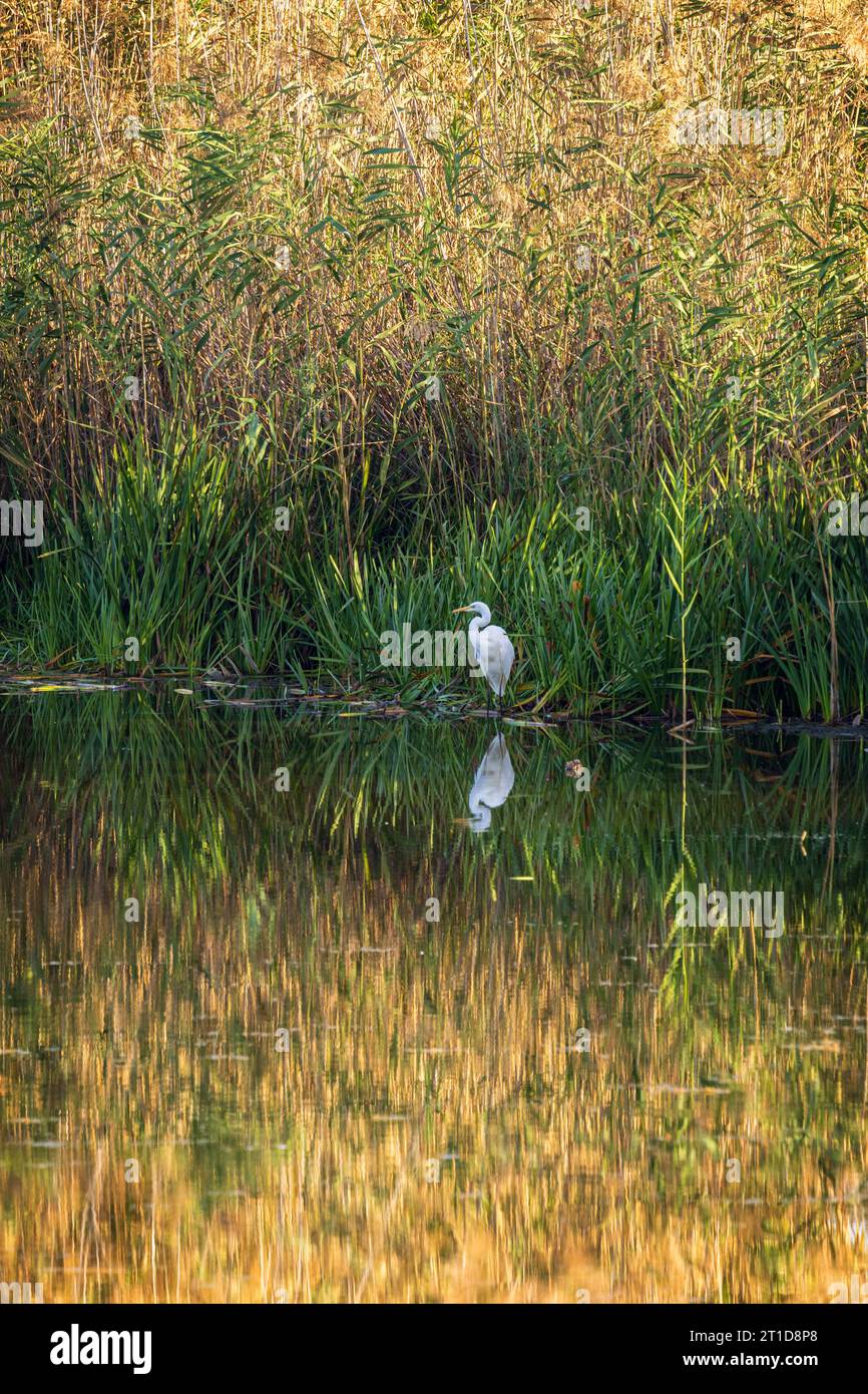Pond grass nature reflection reeds hi-res stock photography and images ...