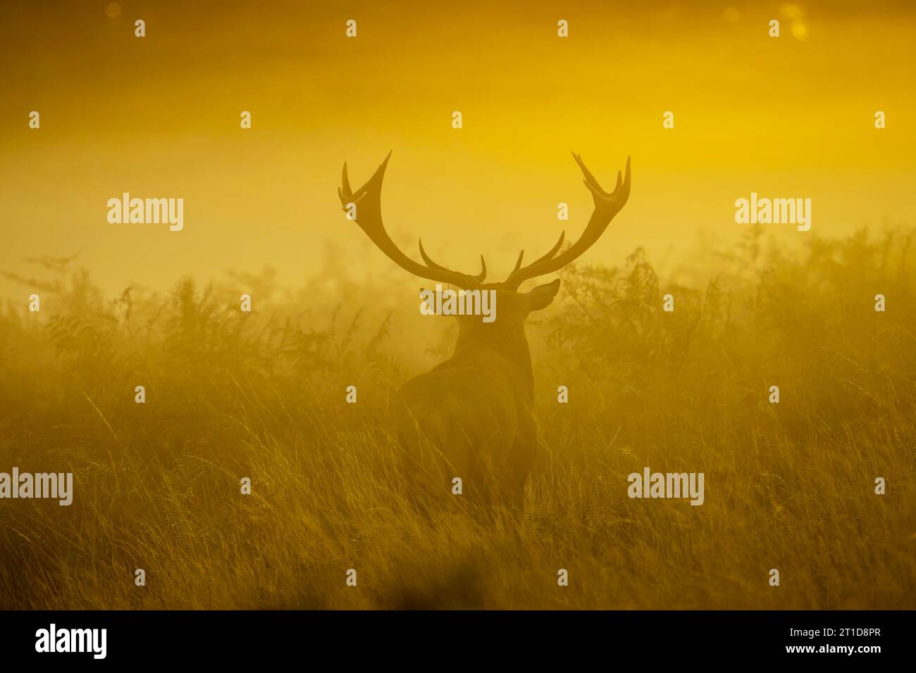 The stag looks majestic in the golden hour glow LONDON, ENGLAND ...