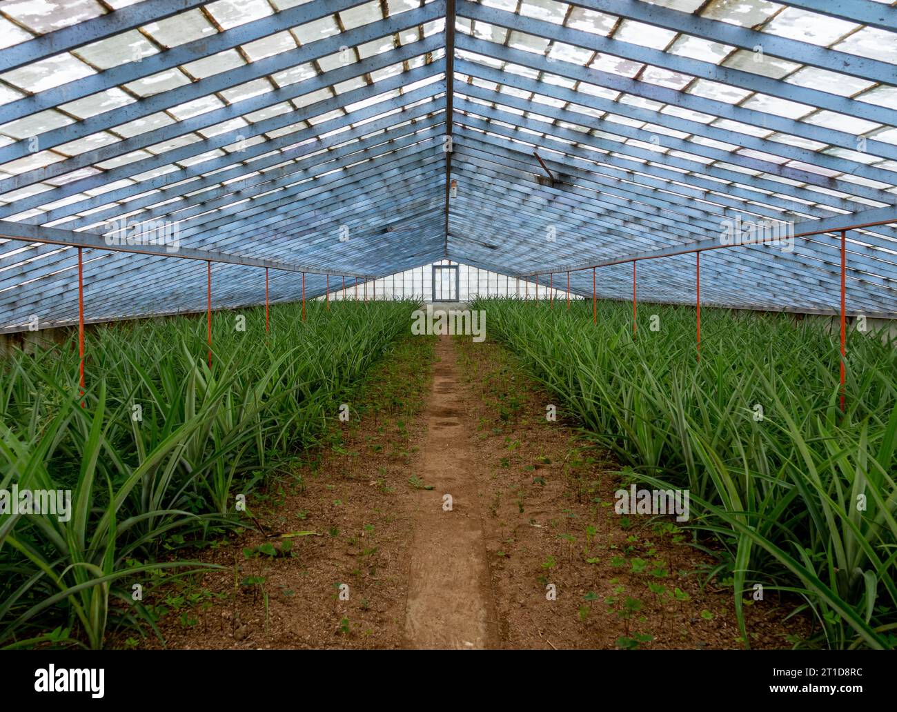 Azores, Pineapple fruit in a traditional Azorean greenhouse plantation ...