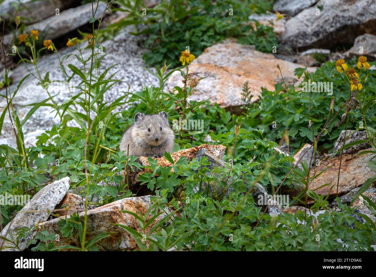 An adorable brown mammal is walking through a rugged terrain of rocks ...
