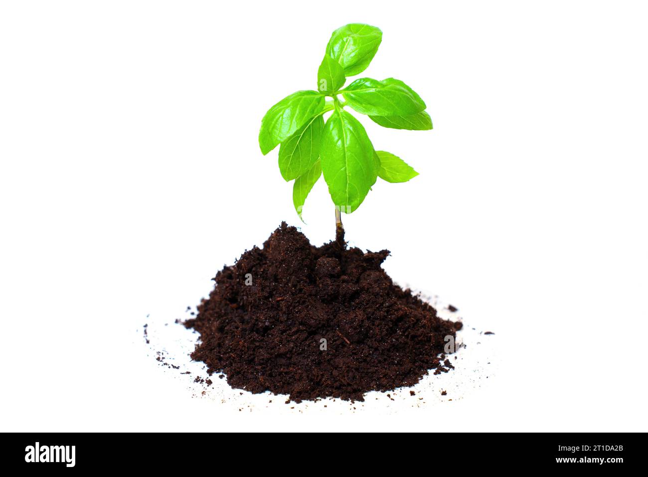 Close-up shot of a healthy, young basil sprout emerging from a mound of ...