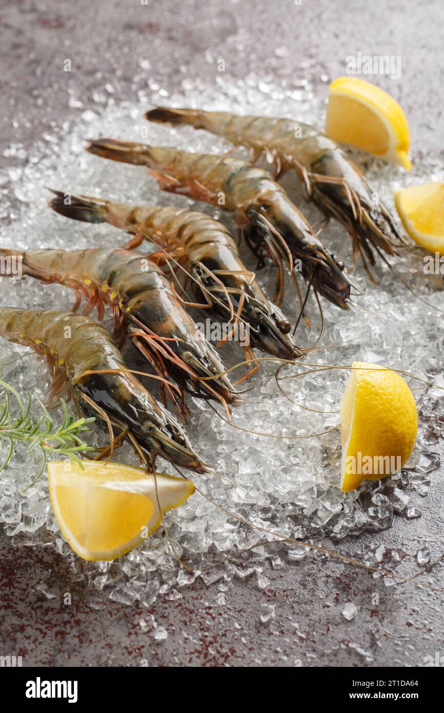 Raw ocean black tiger prawns unpeeled with lemon, herbs closeup on the ...