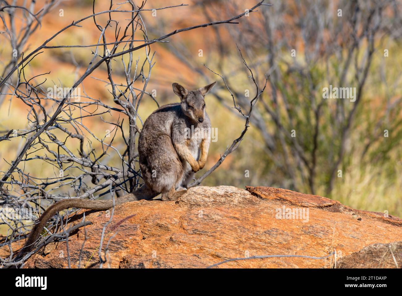 The Australian Black-Flanked Rock-Wallaby (Petrogale lateralis), also ...