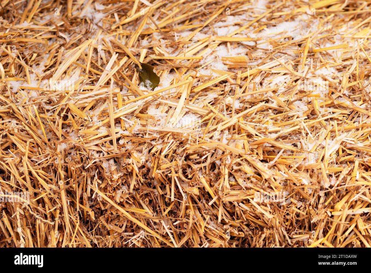 Stacks of straw. Alternative fuel source. Concept Alternative fuel ...