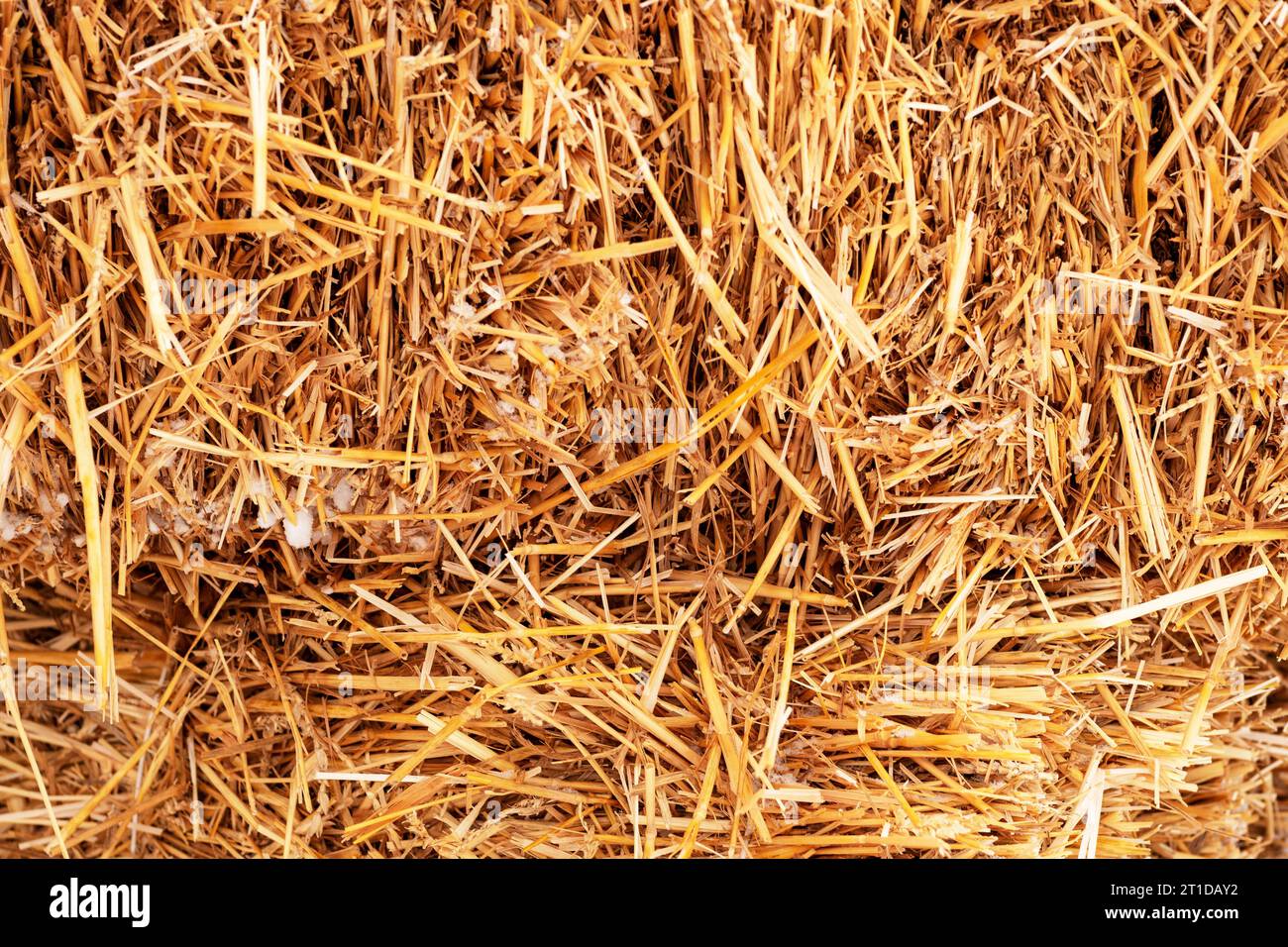 Stacks of straw. Alternative fuel source. Concept Alternative fuel ...