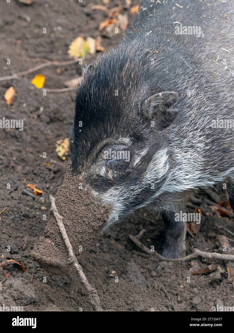 Visayan warty pig Sus cebifrons Stock Photo - Alamy